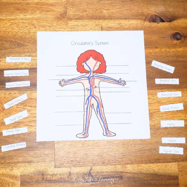 Circulatory System Worksheets for Kids