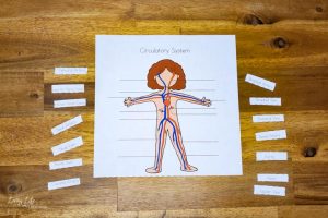 Human Body STEM Activities