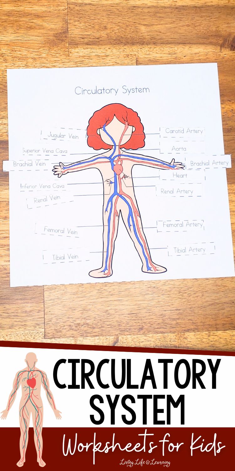 Circulatory System Worksheets for Kids
