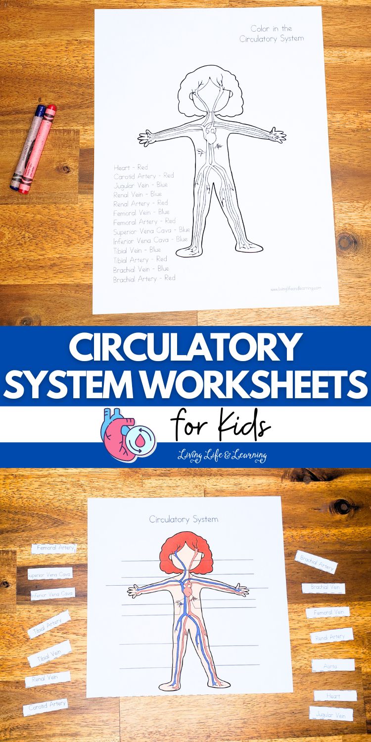 Circulatory System Worksheets for Kids