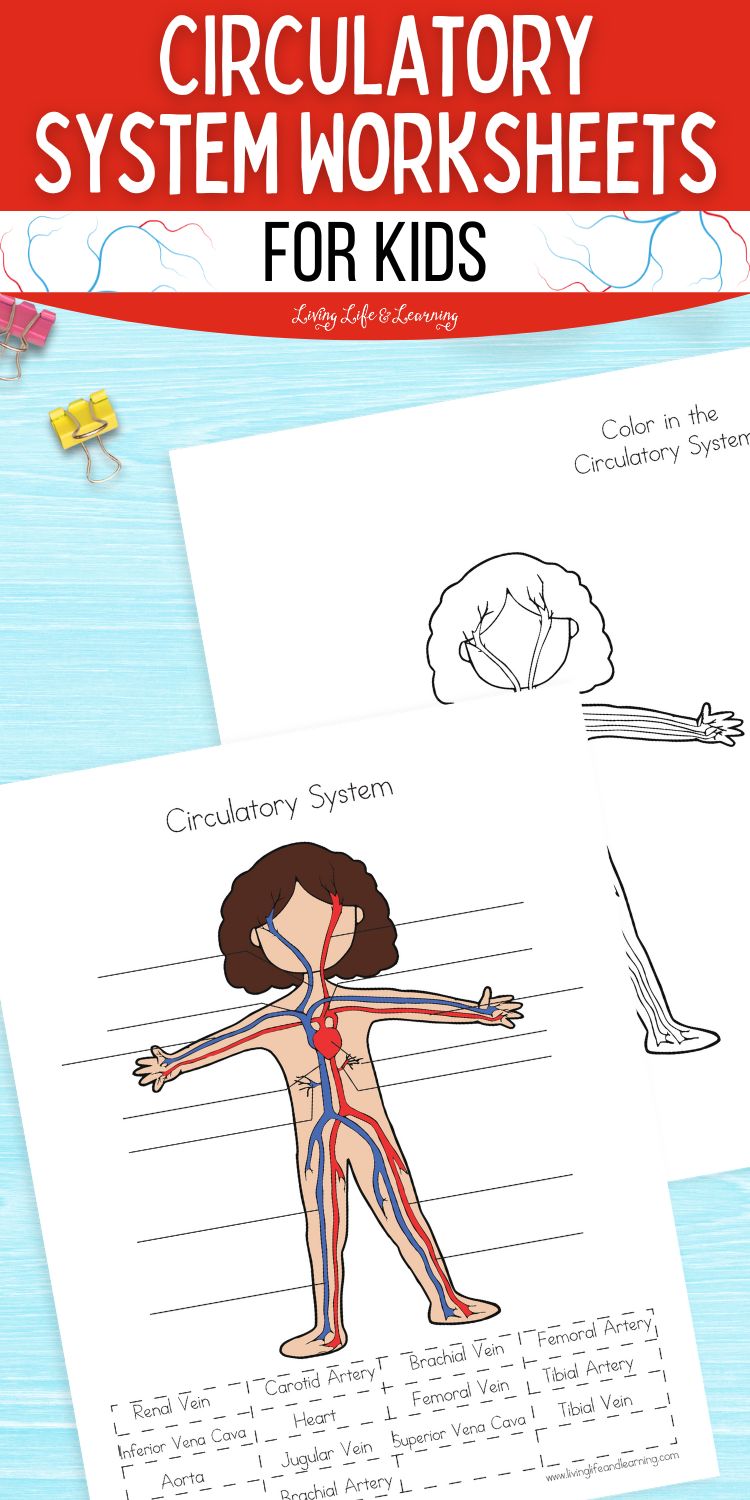 Circulatory System Worksheets for Kids