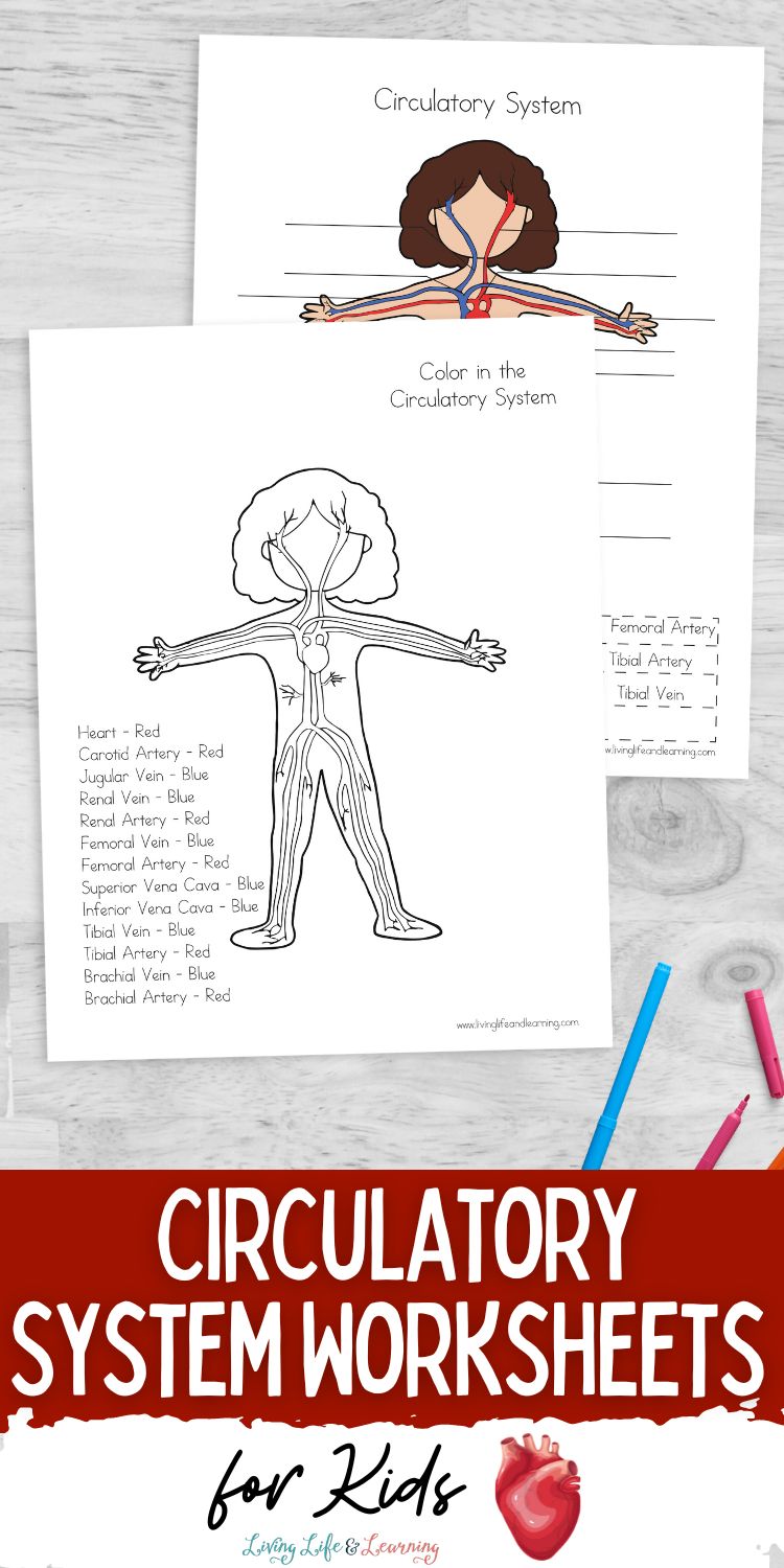 Circulatory System Worksheets for Kids
