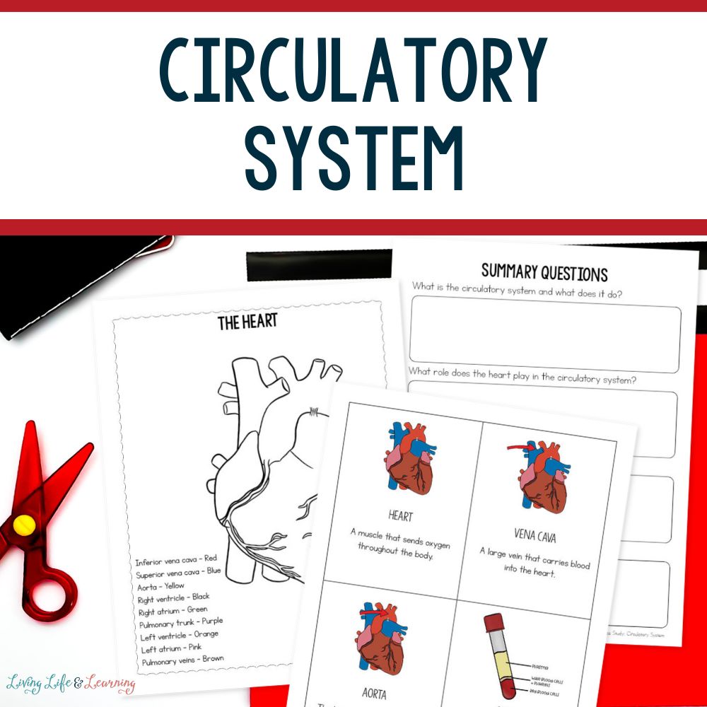 Circulatory System Worksheets for Kids