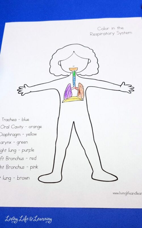 Respiratory System Worksheets for Kids
