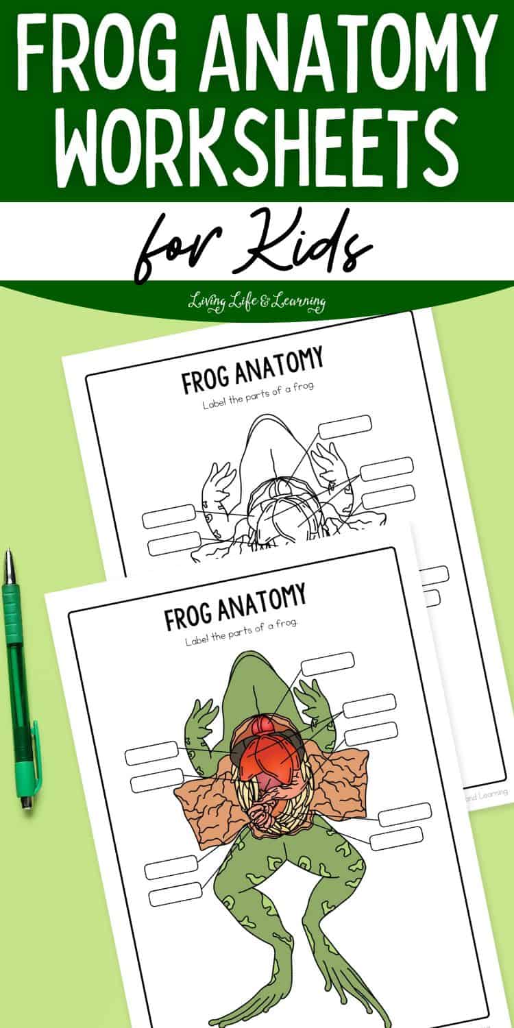 Frog Anatomy Worksheets for Kids: Discover Frog Science