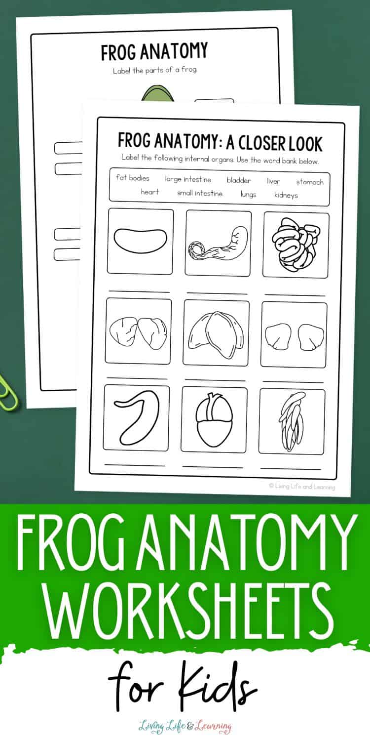 Frog Anatomy Worksheets for Kids: Discover Frog Science