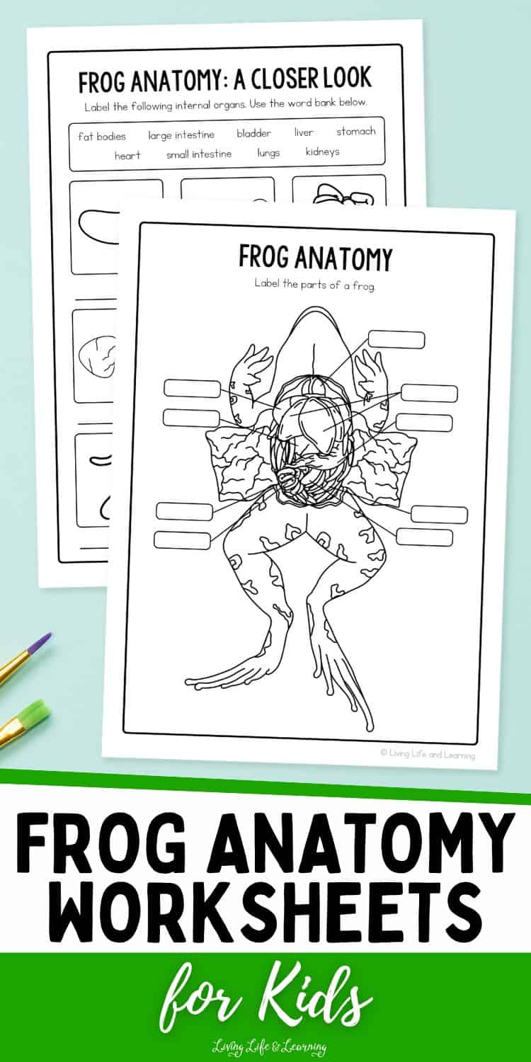 Frog Anatomy Worksheets for Kids: Discover Frog Science