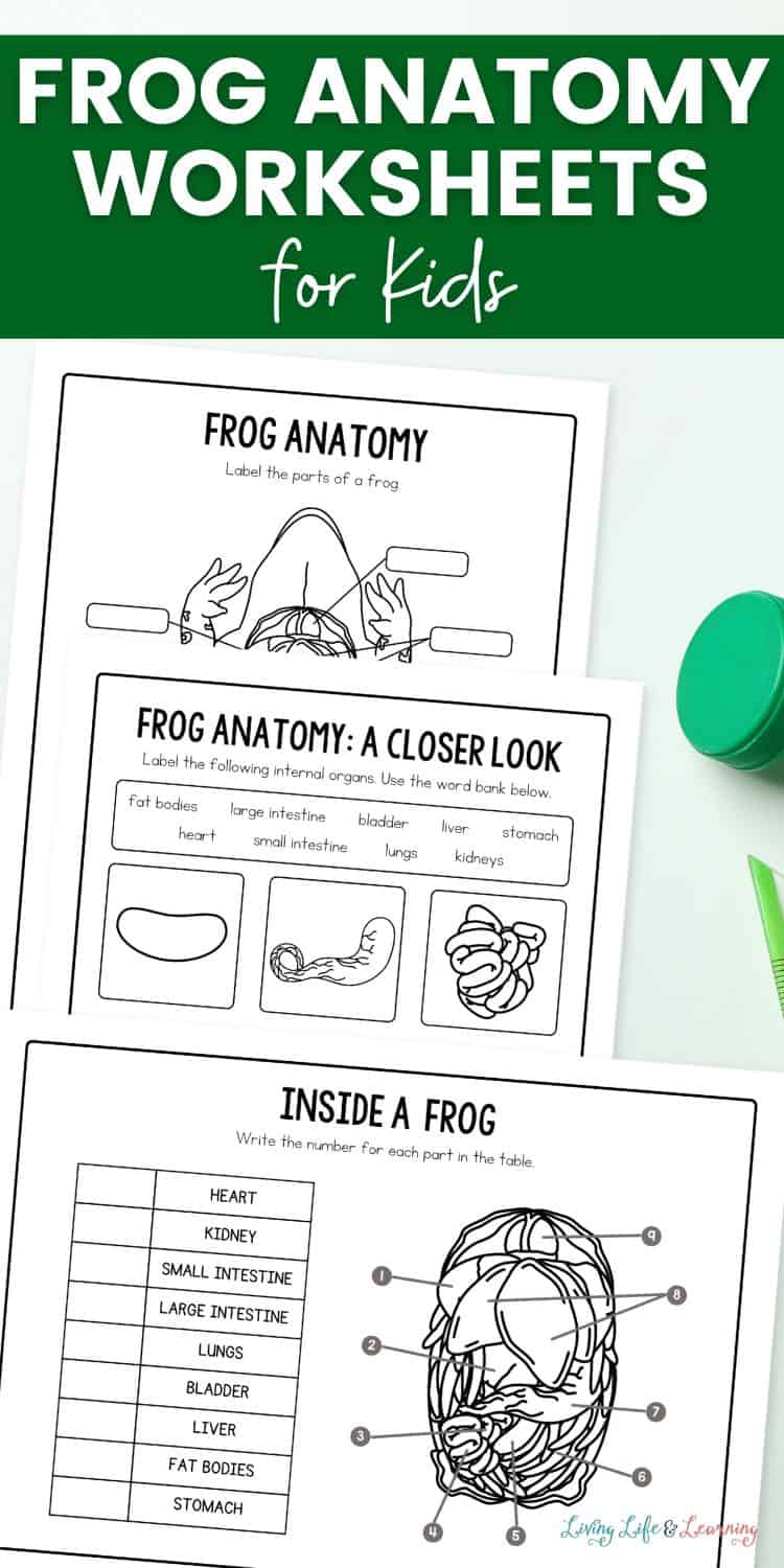 Frog Anatomy Worksheets for Kids: Discover Frog Science