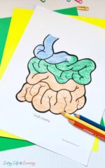 Human Body Organs Printable: Fun Anatomy Activities