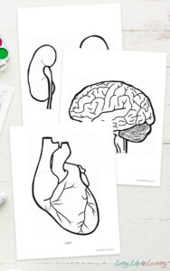 Human Body Organs Printable: Fun Anatomy Activities