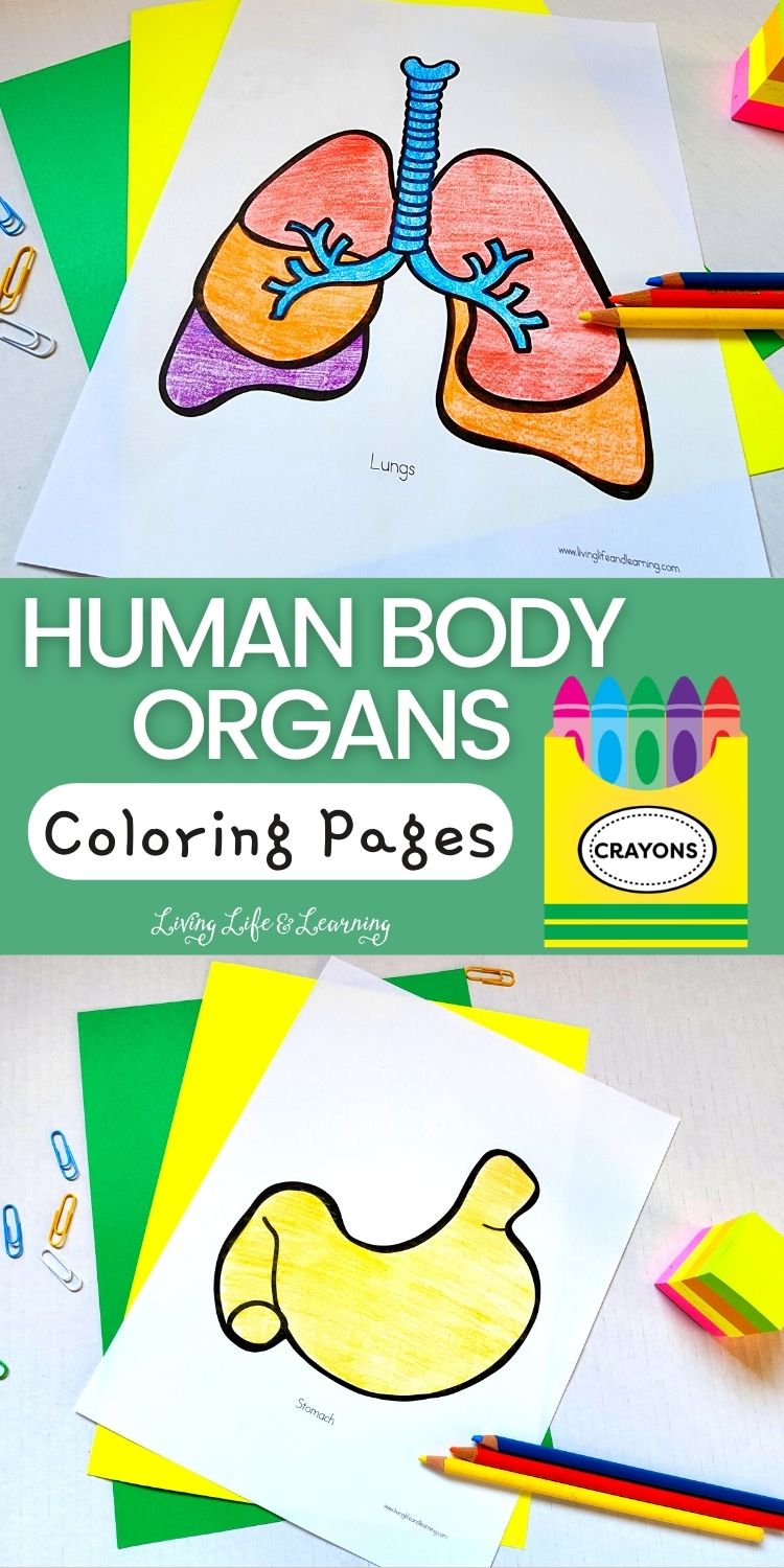 Human Body Organs Printable: Fun Anatomy Activities