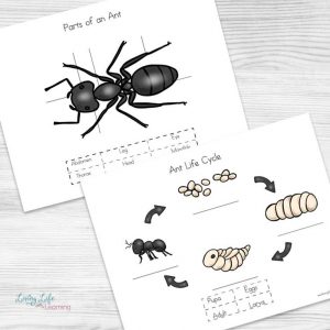 Engaging Ant STEM Activities for Kids to Explore Science Concepts