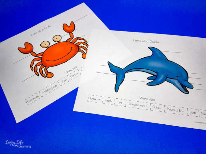 Parts of Ocean Animals Worksheets