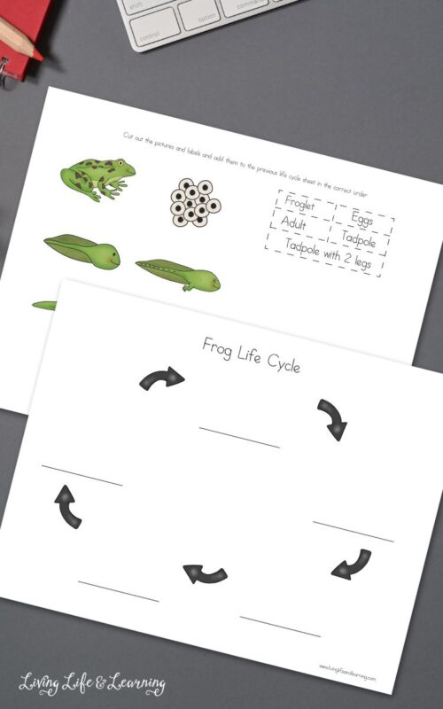 Fun Frog Life Cycle Activities: Ways to Learn About Frogs