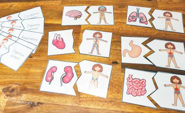 Human Body Puzzles