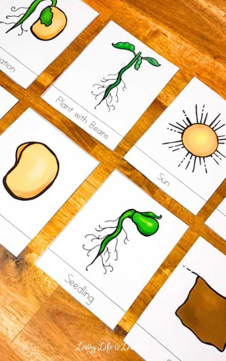Plant and Botany Activities for Kids: Engaging Ways To Learn