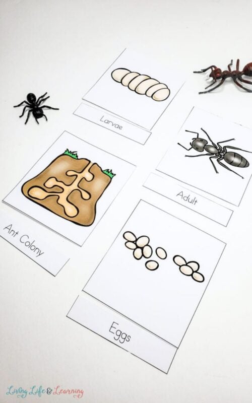 Ant Life Cycle Worksheets to Explore Ant Life