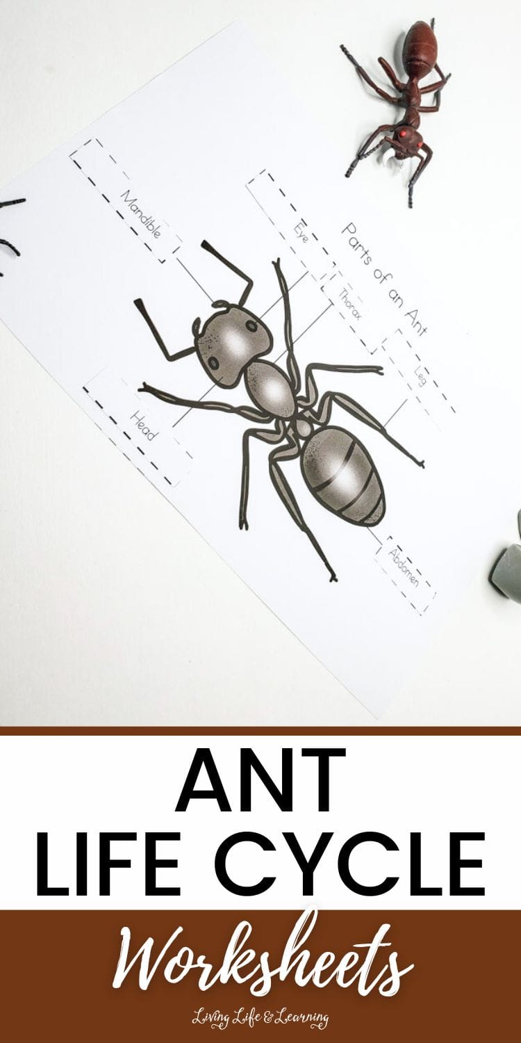 Ant Life Cycle Worksheets to Explore Ant Life