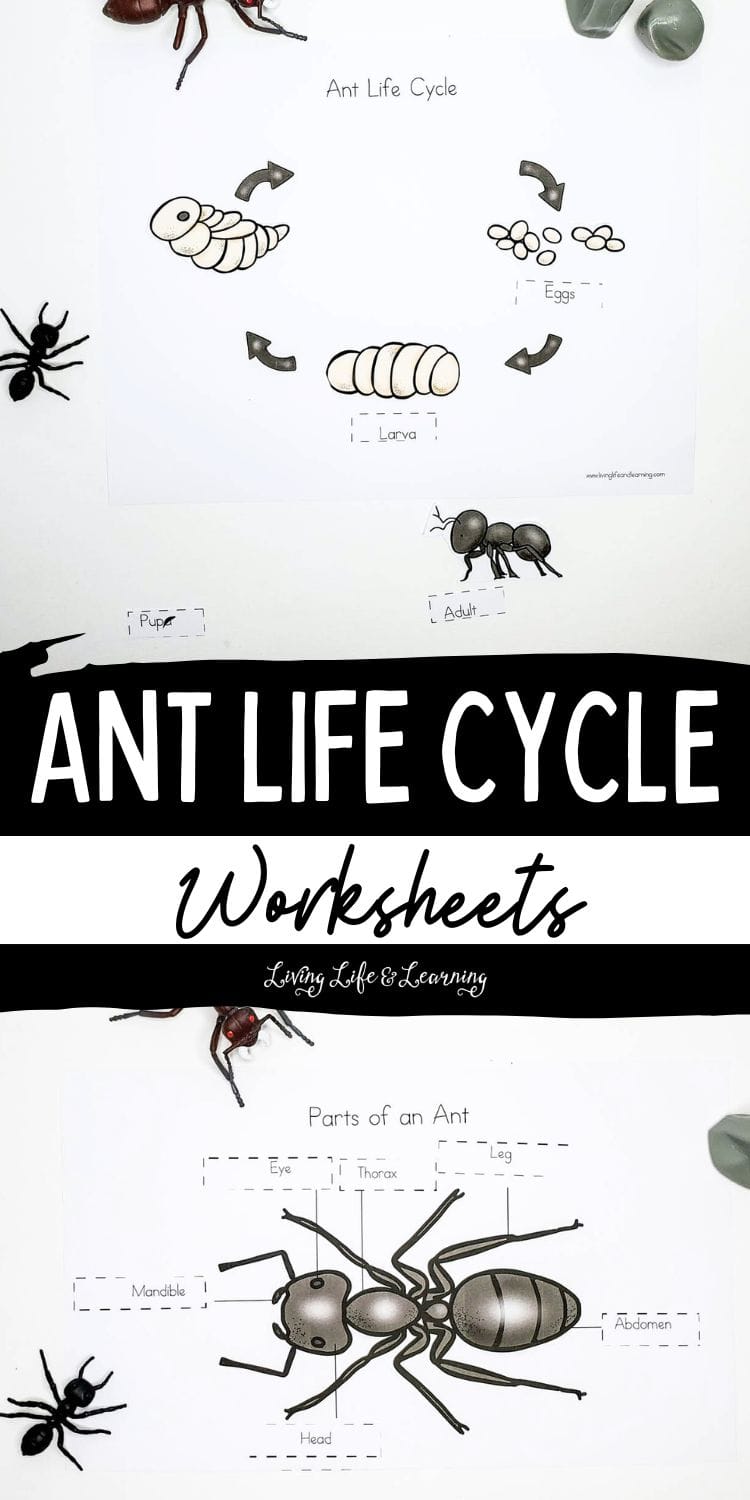 Ant Life Cycle Worksheets to Explore Ant Life