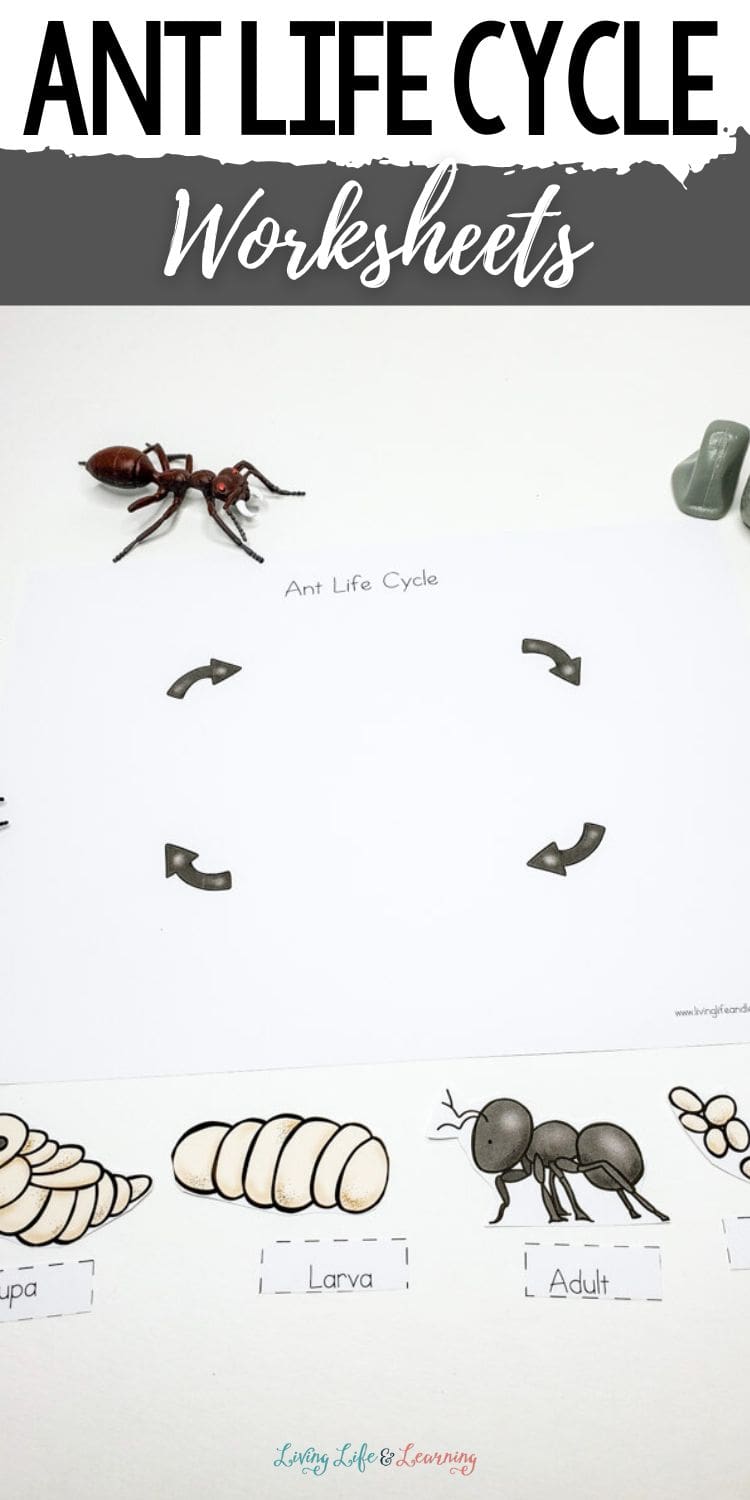 Ant Life Cycle Worksheets to Explore Ant Life
