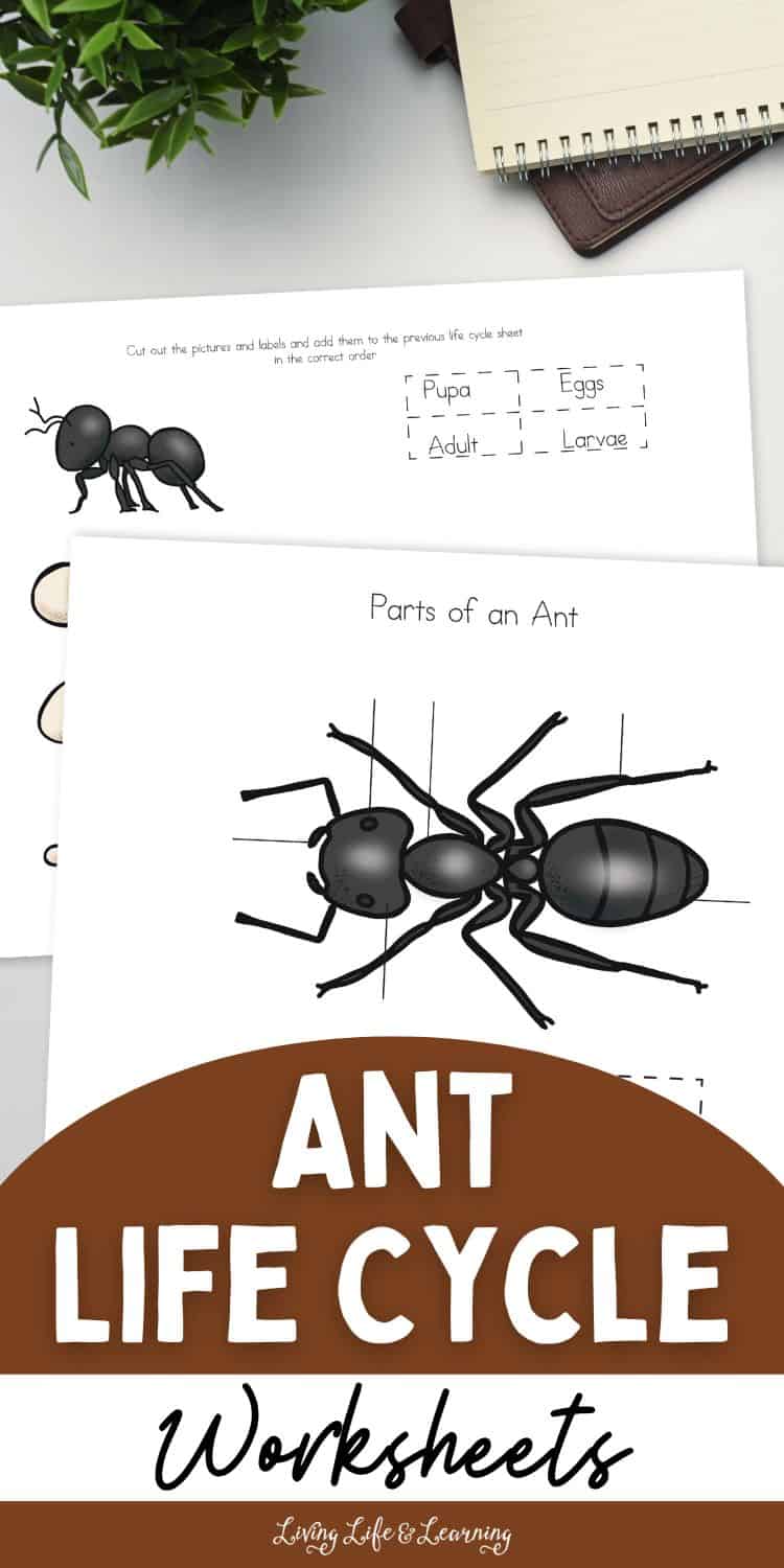 Ant Life Cycle Worksheets to Explore Ant Life