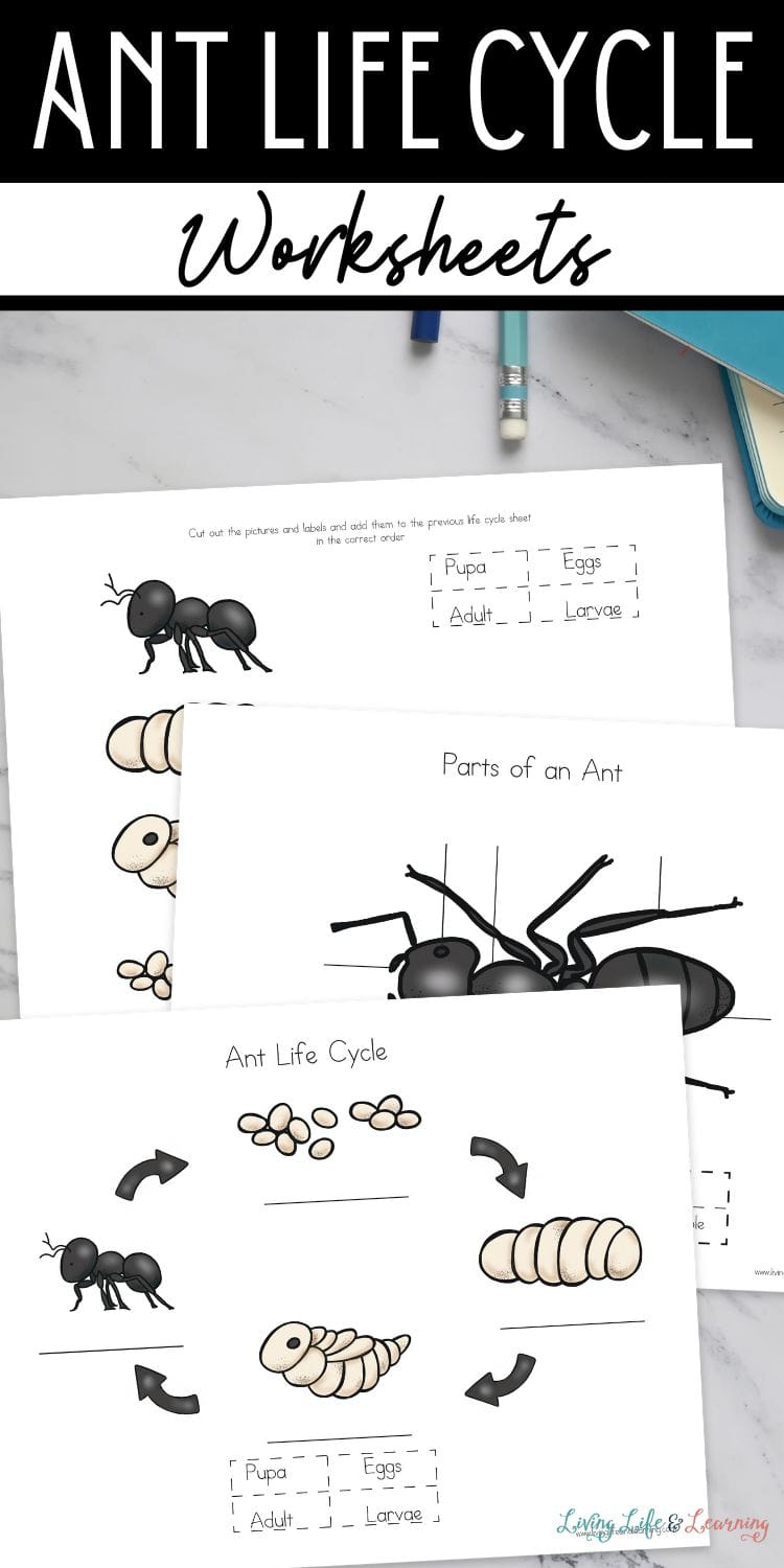 Ant Life Cycle Worksheets to Explore Ant Life