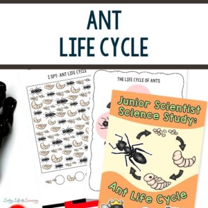 Ant Life Cycle Worksheets to Explore Ant Life