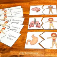Human Body STEM Activities