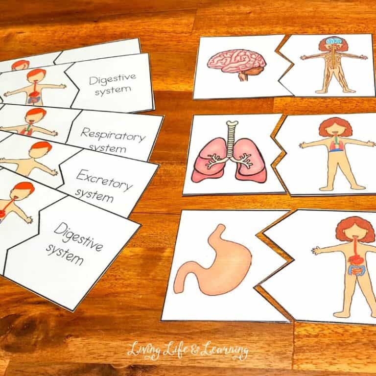 Human Body STEM Activities