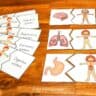 Human Body STEM Activities