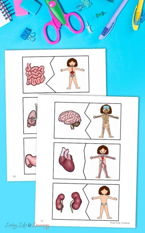 Human Body Puzzles to Enhance Learning Experience