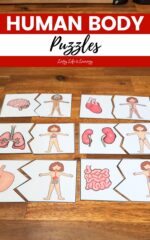 Human Body Puzzles to Enhance Learning Experience