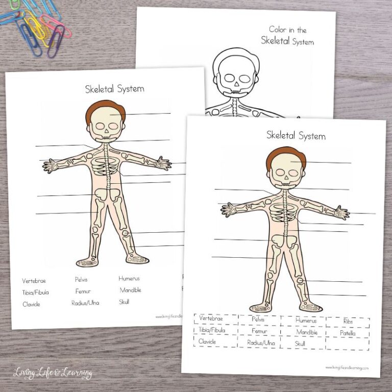 Skeletal System Worksheets for Kids