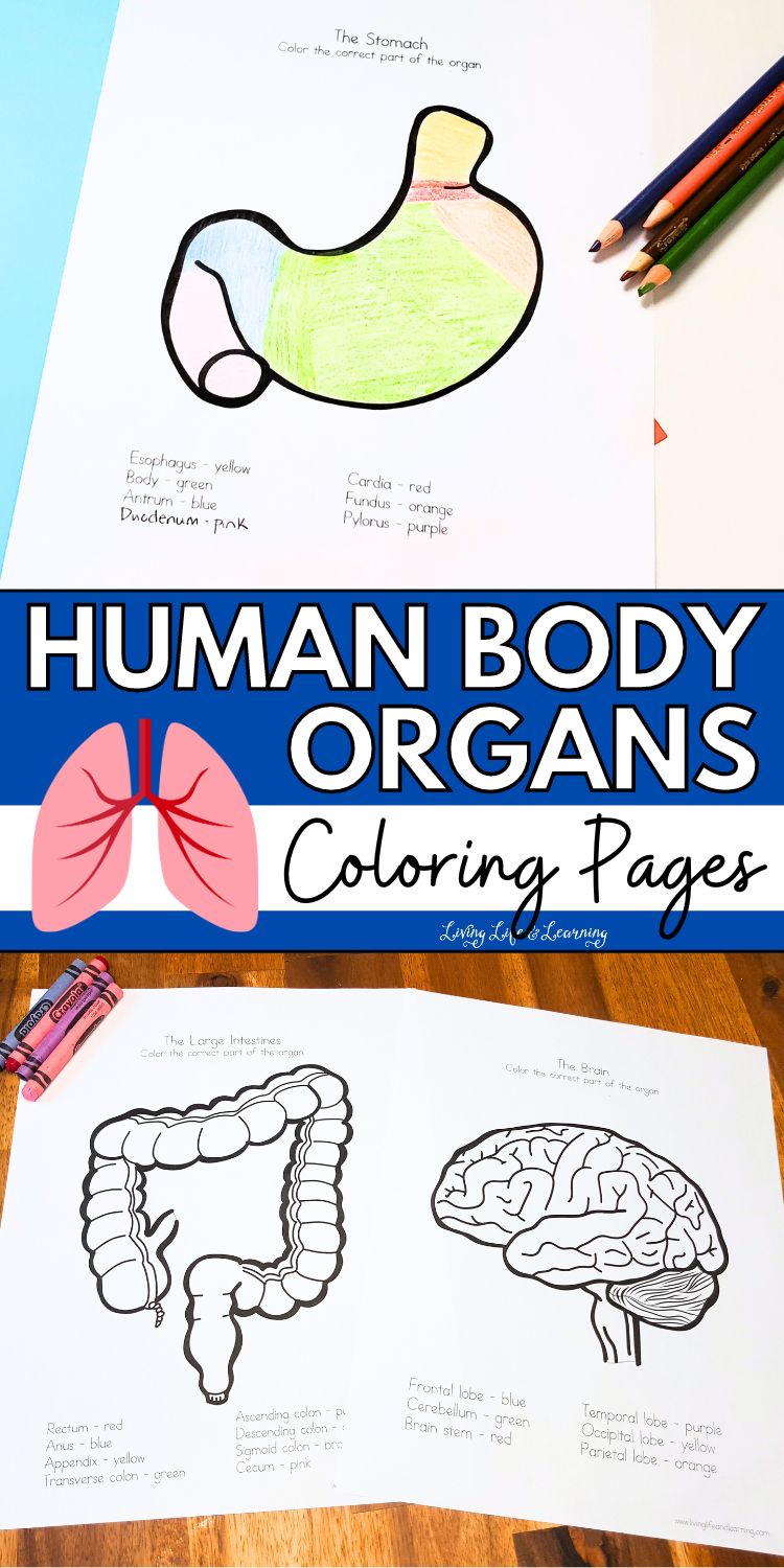 Human Body Organs Coloring Pages for Kids