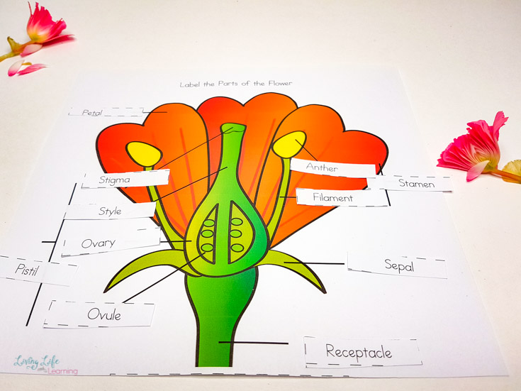Parts Of A Flower Worksheet Parts Of A Flower Worksheet