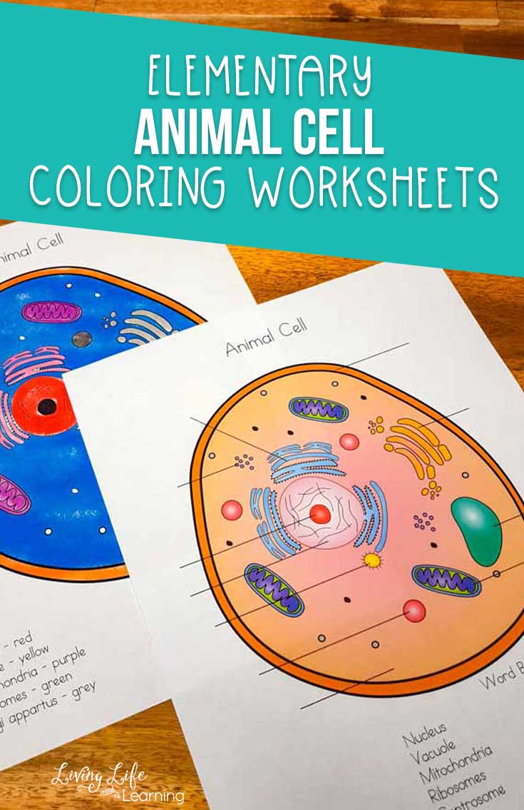 Animal Cell Coloring Worksheet Animal Cell Coloring Worksheet