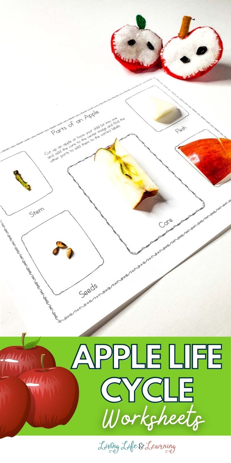 Fun Apple Life Cycle Worksheets