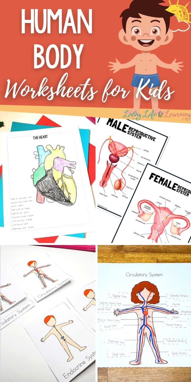 Human Body Worksheets for Kids: Learn and Explore Anatomy