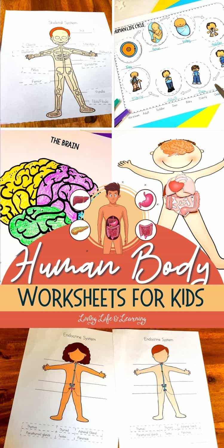 Human Body Worksheets for Kids: Learn and Explore Anatomy