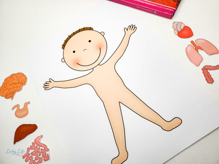 My Body Preschool Activities