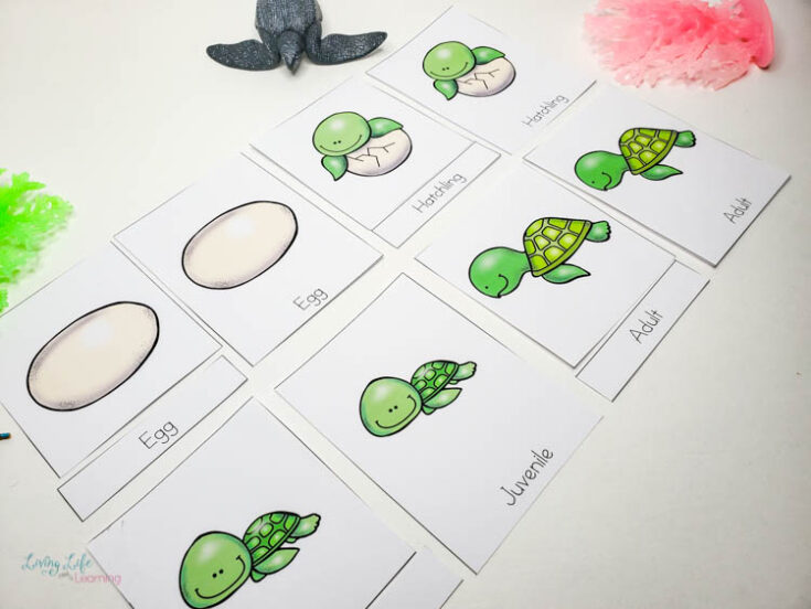 Sea Turtle Life Cycle Worksheets for Kids