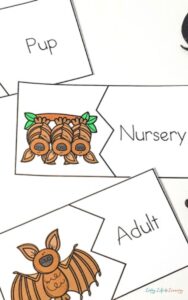 Bat STEM Activities
