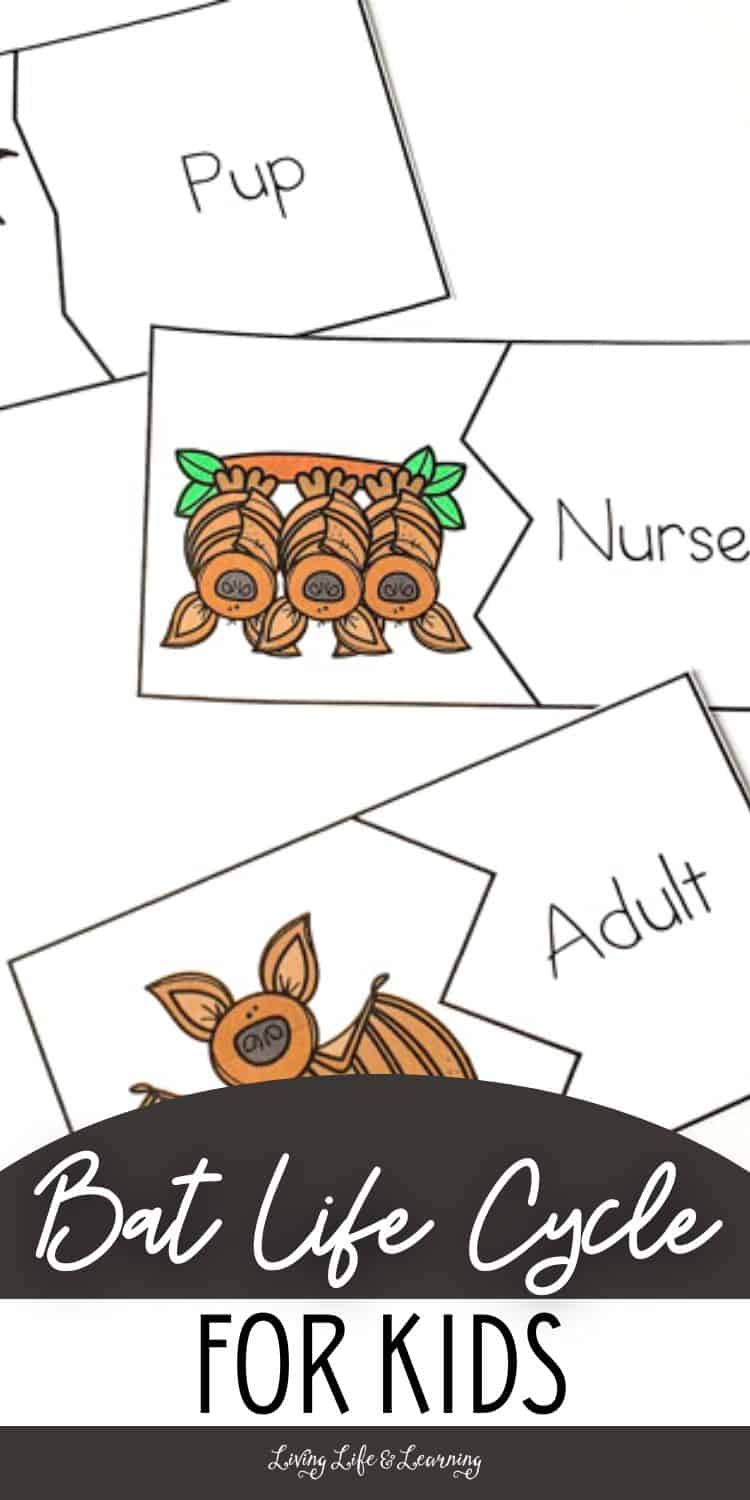 Bat Life Cycle for Kids