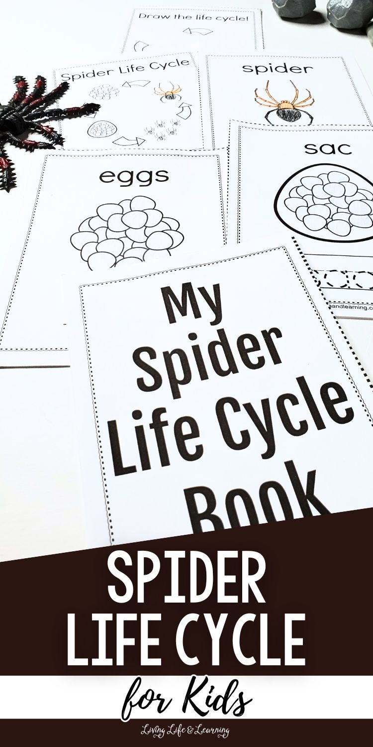 Spider Life Cycle for Kids