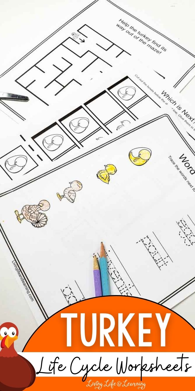 Engaging Turkey Life Cycle Worksheets for Kids