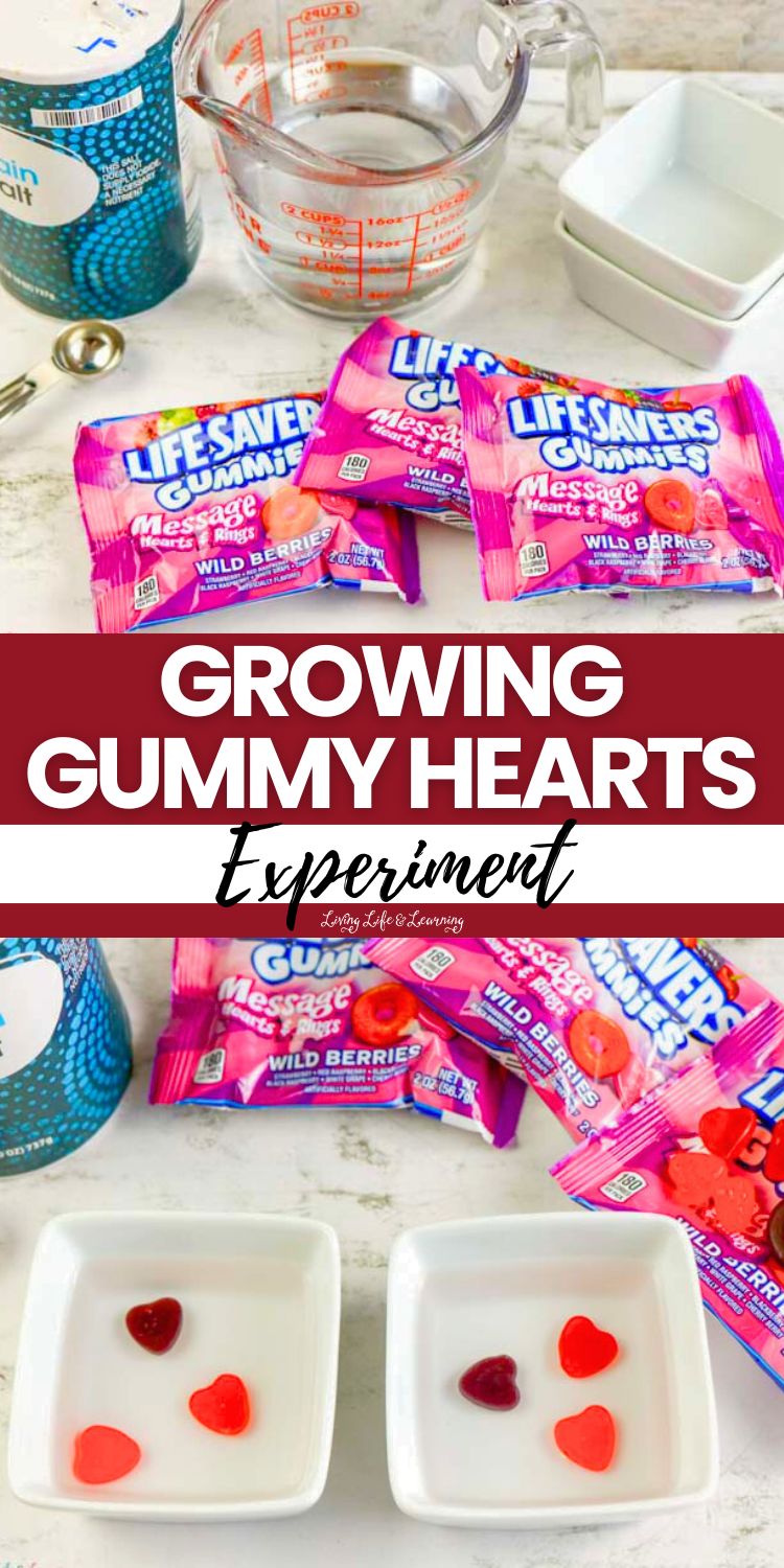 Fun 3-Step Growing Gummy Hearts Experiment