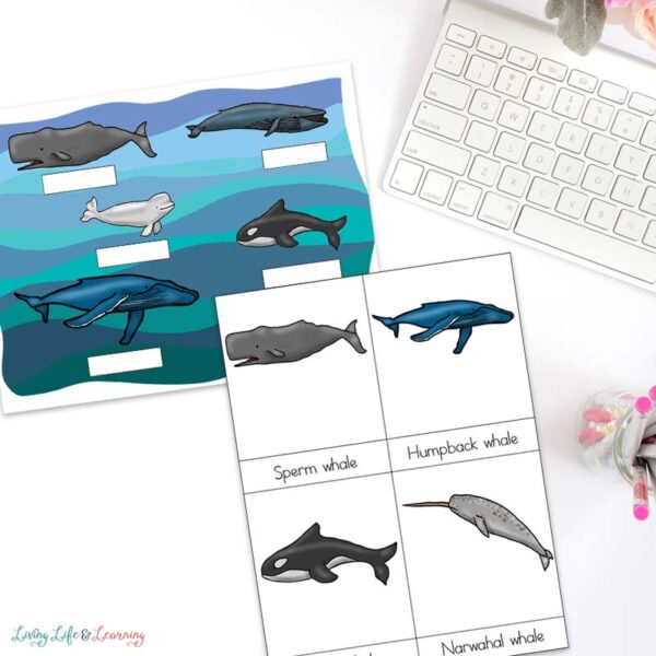 Whale Worksheets for Kids: Fun Learning Activities