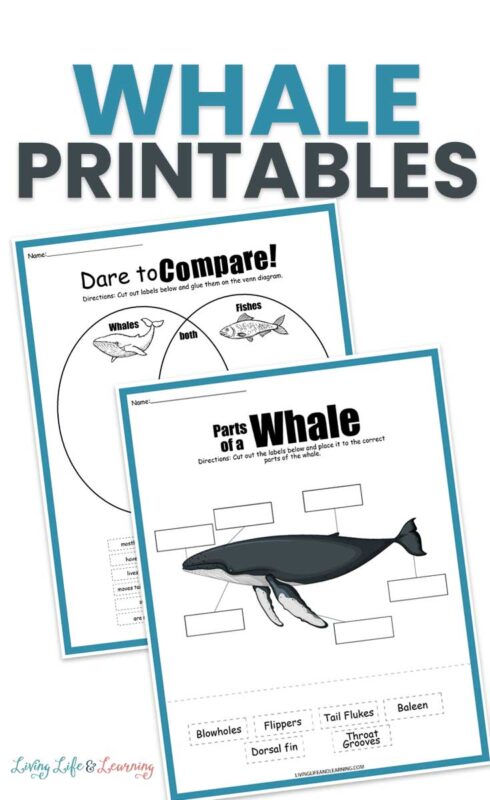 Whale Activities for Kindergarten