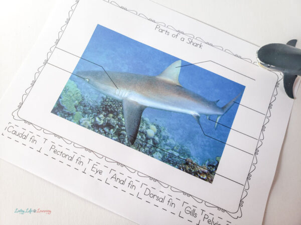 Shark Science Activities