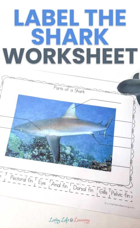 Free Printable Shark Activities
